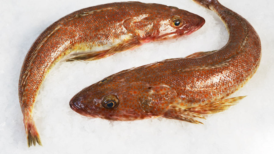 Flathead Fillets Skinless Boneless Lakes Entrance – Conway Fresh Online